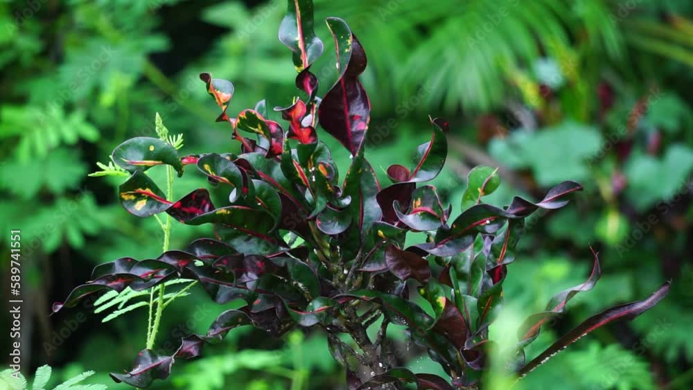 Codiaeum variegatum (Croton, Variegated Laurel, Garden Croton, Orange ...