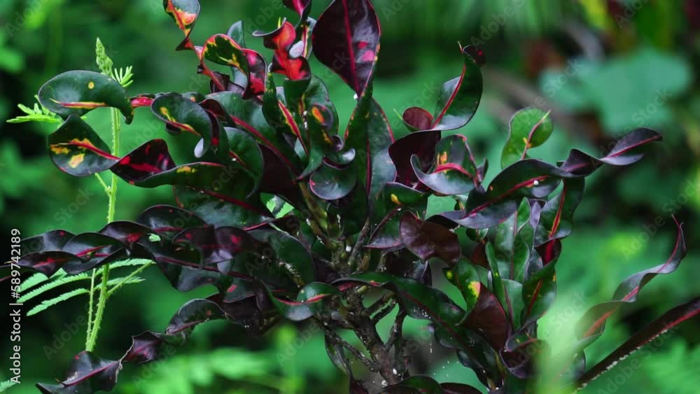 Codiaeum variegatum (Croton, Variegated Laurel, Garden Croton, Orange ...