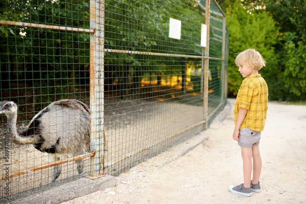 Little boy watching for emu ostrich in enclosure. Child at outdoors ...