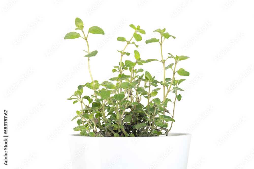 Oregano, potted young plant, in a white pot. Origanum vulgare, a ...