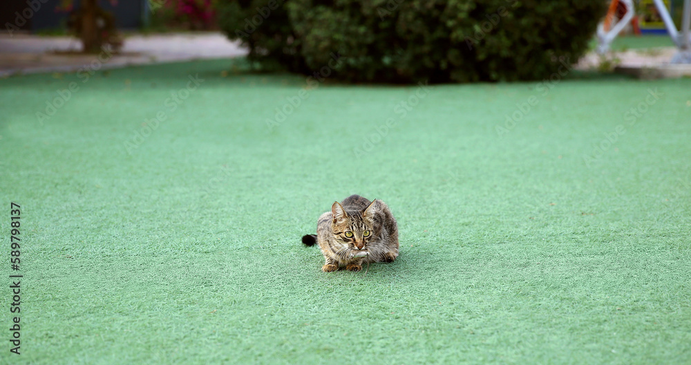 Foto de The cat catches the mouse, the cat plays with the mouse in the ...