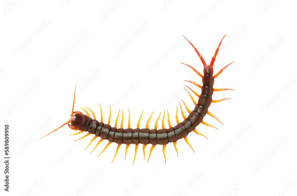 Centipede (Scolopendra sp.) Giant centipede isolated on transparent ...
