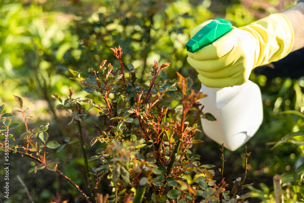 Foto de Treatment of roses from pests, aphids and fungi. Remedy for ...