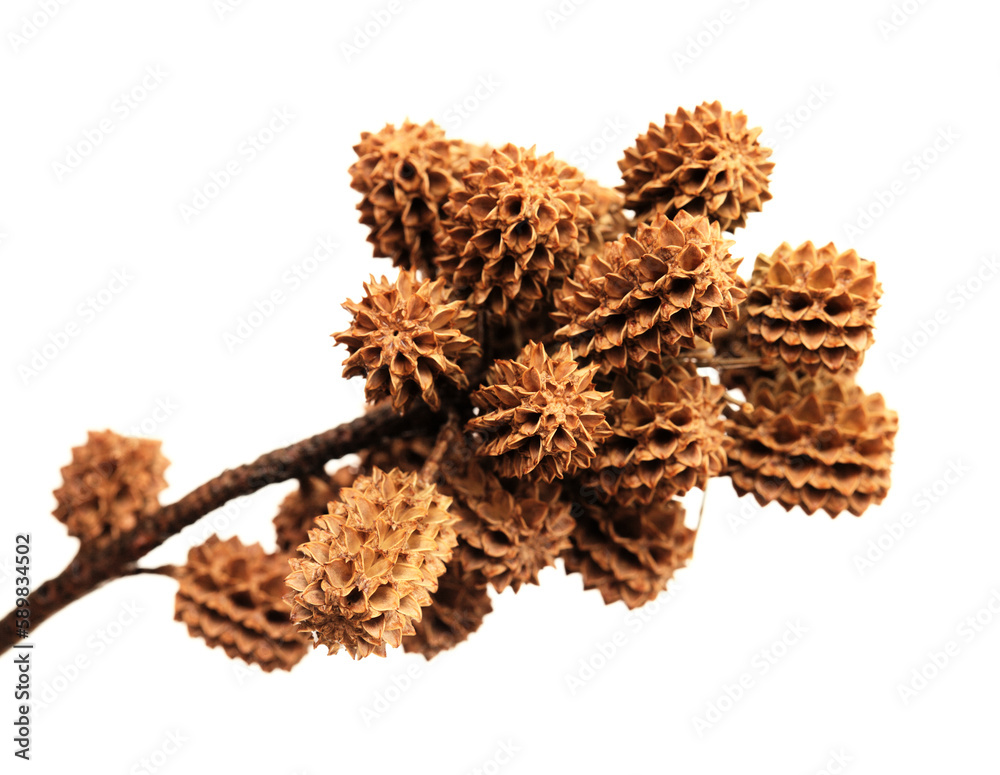 Cones of Casuarina equisetifolia, Australian pine tree fruit isolated ...