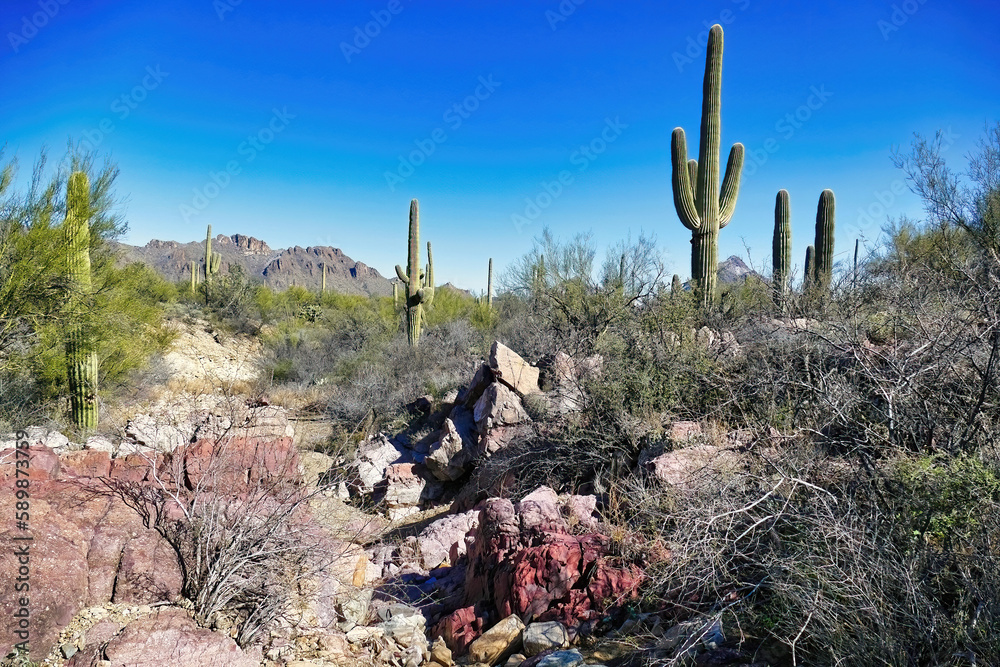 Sonoran Desert Landscape