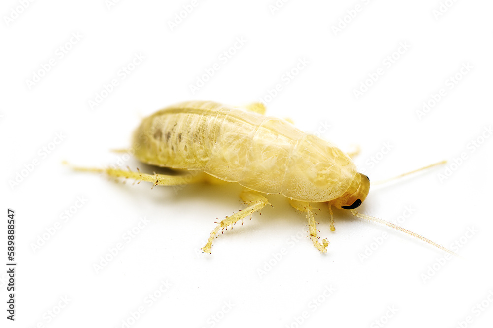 Florida woods cockroach - Eurycotis floridana - It is often referred to ...