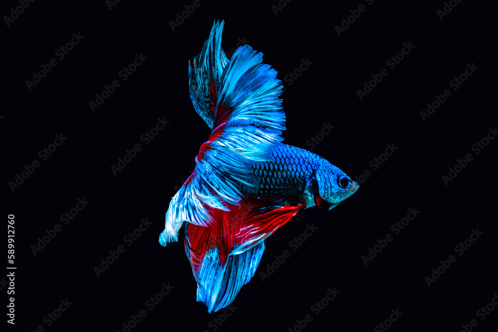 The Siamese fighting fish (Betta splendens), commonly known as the ...