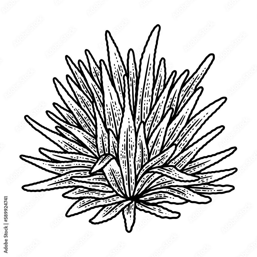 Agave plant sketch PNG illustration with transparent background Stock ...