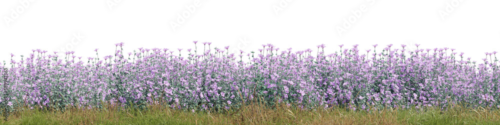 Evergreen flowers and grass field in nature, Flowres on garden in ...