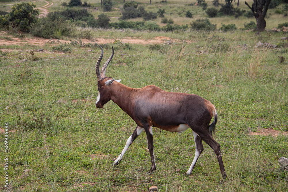 Foto Stock The blesbok or blesbuck (Damaliscus pygargus phillipsi) is a ...