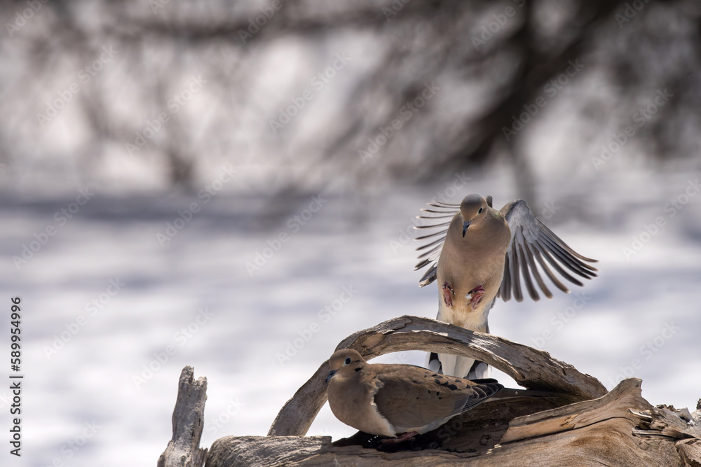 dove landing Stock Photo | Adobe Stock