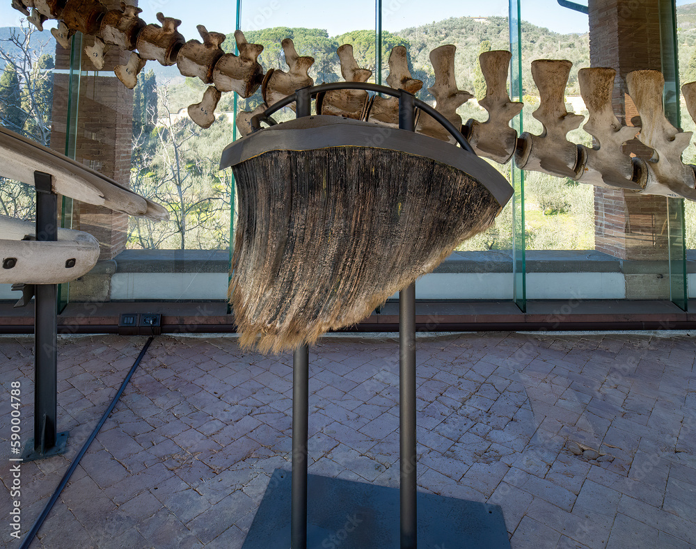 Calci - Pisa - Italia February - 2023 Natural Histoy Museum during the ...