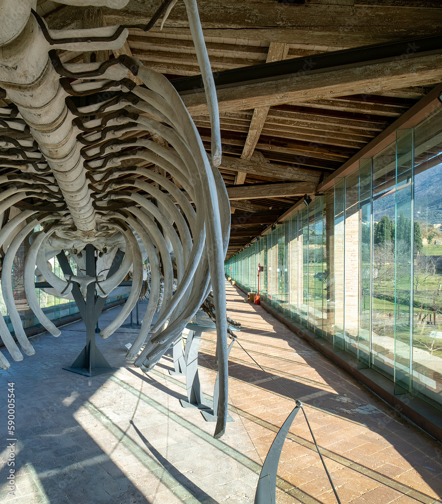 Calci - Pisa - Italia February - 2023 Natural Histoy Museum during the ...