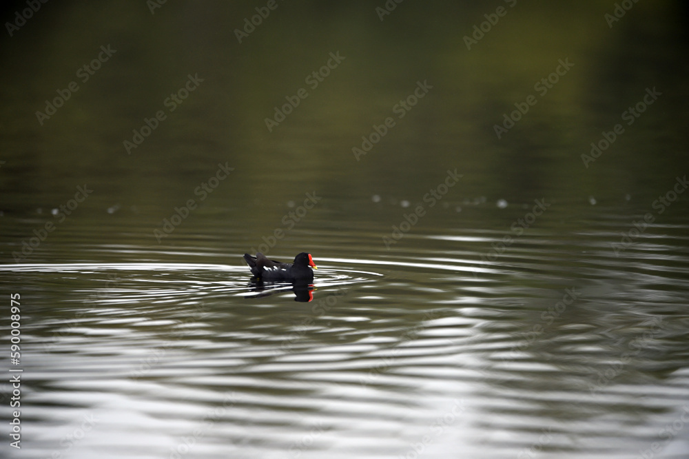 Common Moorhen - Gallinula chloropus - water hens - On the banks of ...