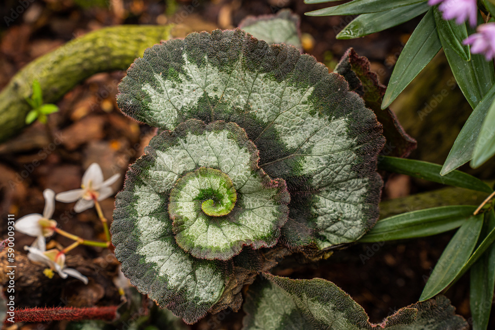 A plant with a spiral leaf pattern. Royal begonia, rex begonia in the ...