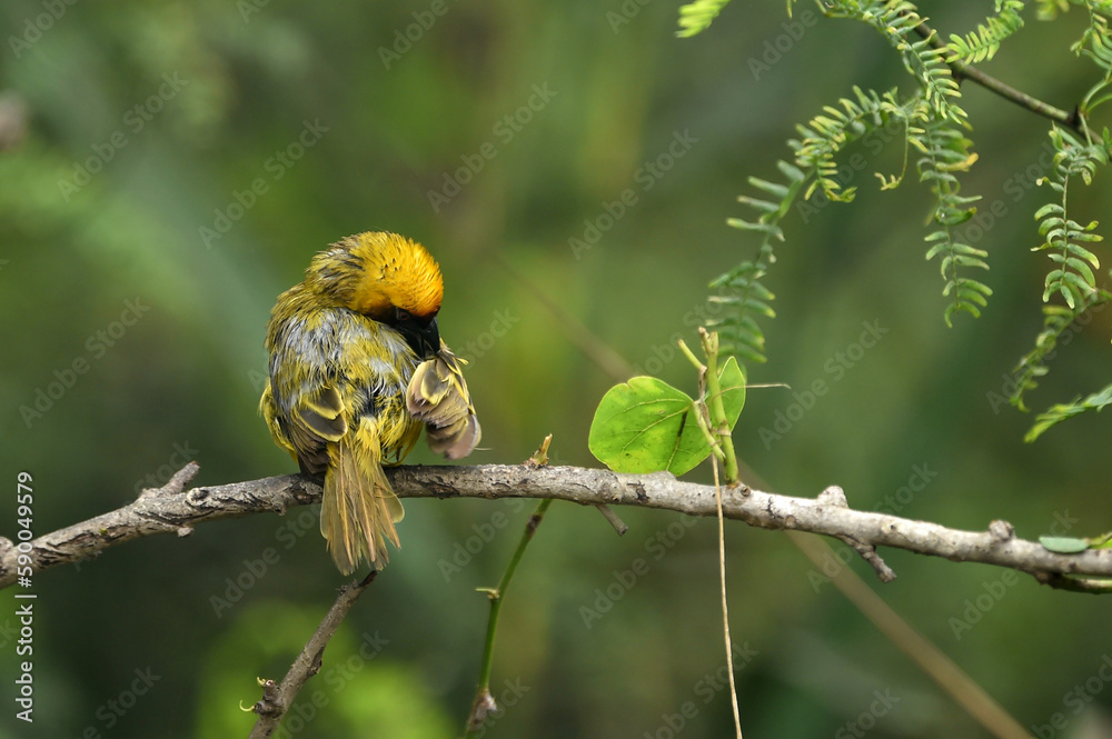 compact weaver builds its nest in the hanging branches of trees in a ...