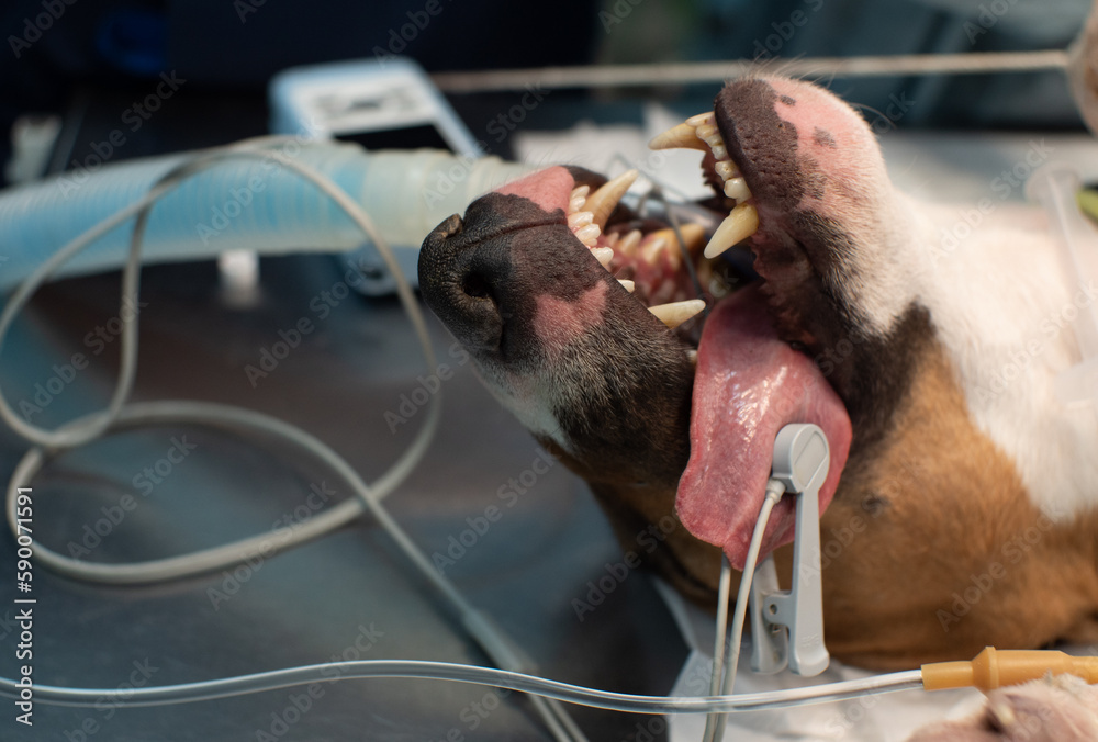 Dogs in the operating room of a veterinary clinic under anesthesia with ...