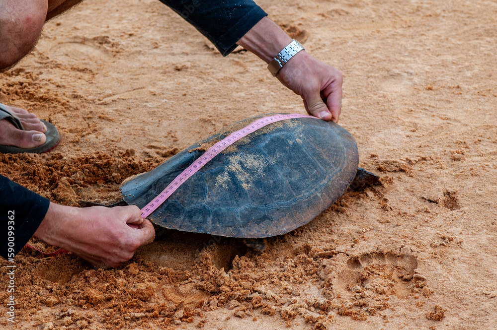 Scientific method of colate and analysis of Amazonian turtle ...