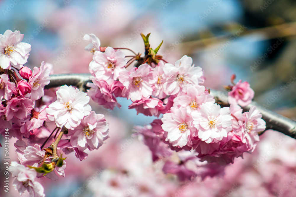 Foto de Beautiful, Spring Pink Blooms on Tree w/ Baby Blue Sky Behind ...