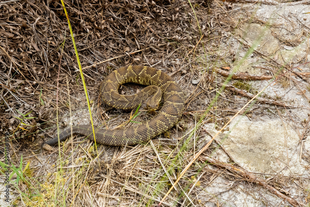 Nature's warning sign This striking photo captures a venomous Western ...