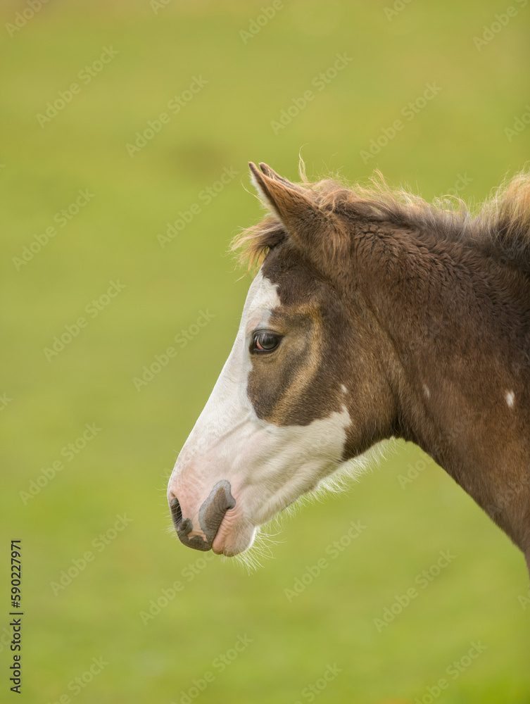 close up portrait of young baby horse foal filly or colt vertical ...