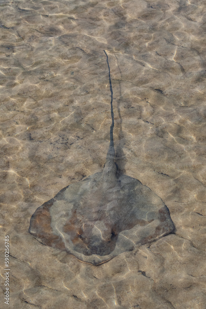 Estuary Stingray (Dasyatis fluviorum) in the shallow water of a ...