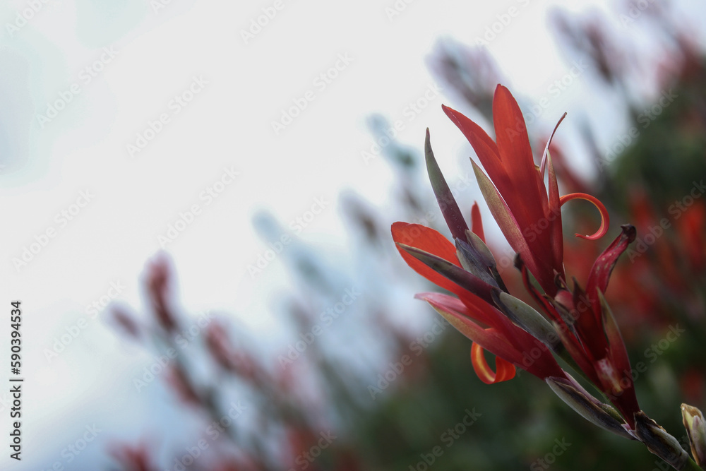 Zdjęcie Stock: Tasbih flower is a plant that is classified as an ...