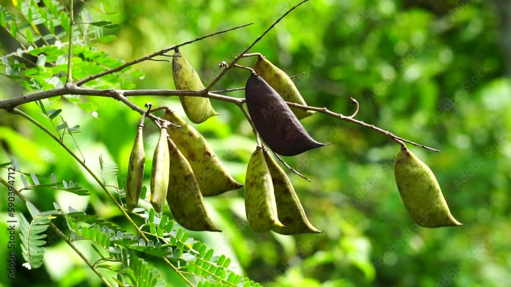 Biancaea sappan (Caesalpinia sappan L., sappanwood, secang, sepang ...
