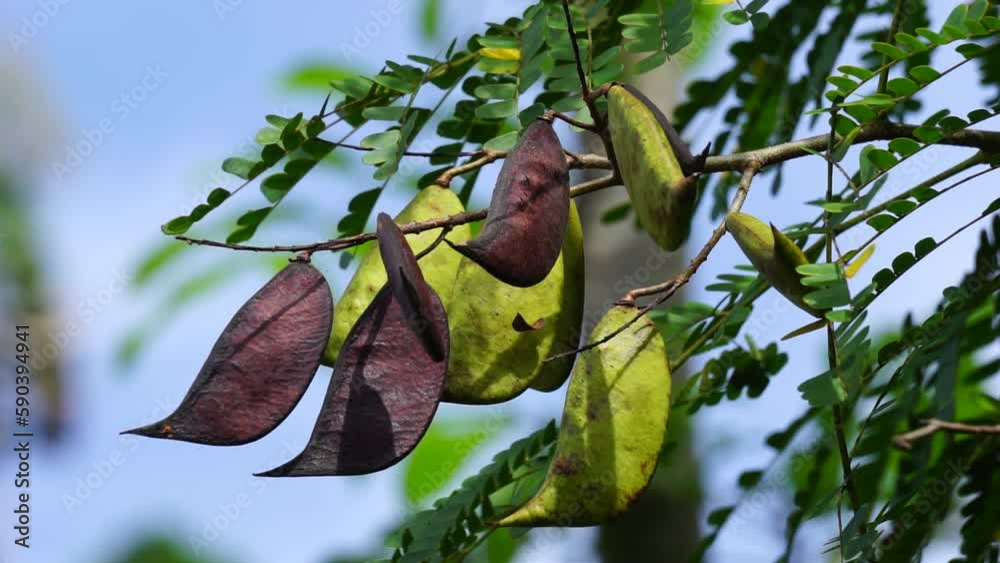 Biancaea sappan (Caesalpinia sappan L., sappanwood, secang, sepang ...