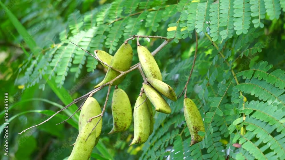 Biancaea sappan (Caesalpinia sappan L., sappanwood, secang, sepang ...