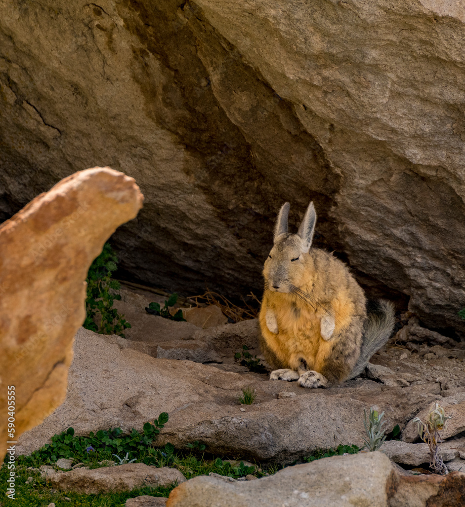 The viscacha resembles a rabbit with a squirrel tail, but is native ...