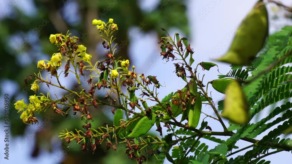 Biancaea sappan (Caesalpinia sappan L., sappanwood, secang, sepang ...