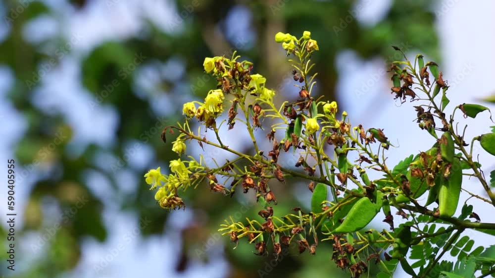 Biancaea sappan (Caesalpinia sappan L., sappanwood, secang, sepang ...