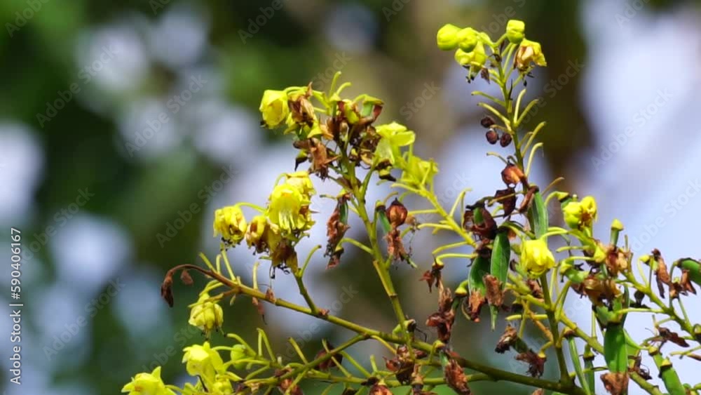 Vidéo Stock Biancaea sappan (Caesalpinia sappan L., sappanwood, secang ...