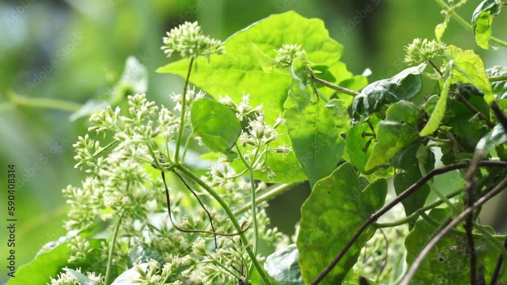 Melastoma candidum (Also called Senggani, senduduk, cengkodok ...
