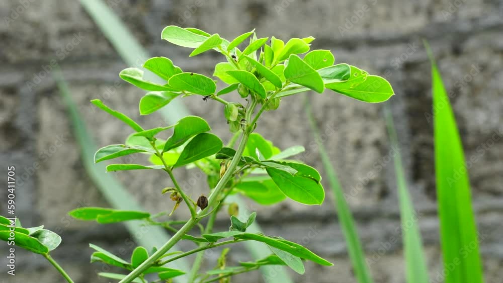 Senna tora (Also called Cassia tora, tora, sickle senna, sickle pod ...