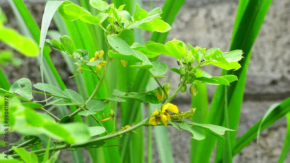 Senna tora (Also called Cassia tora, tora, sickle senna, sickle pod ...