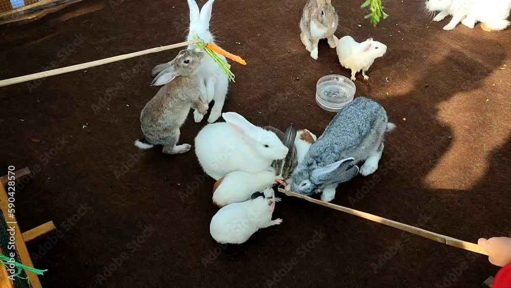 Rabbits are mammals from the Leporidae family , which can be found in ...