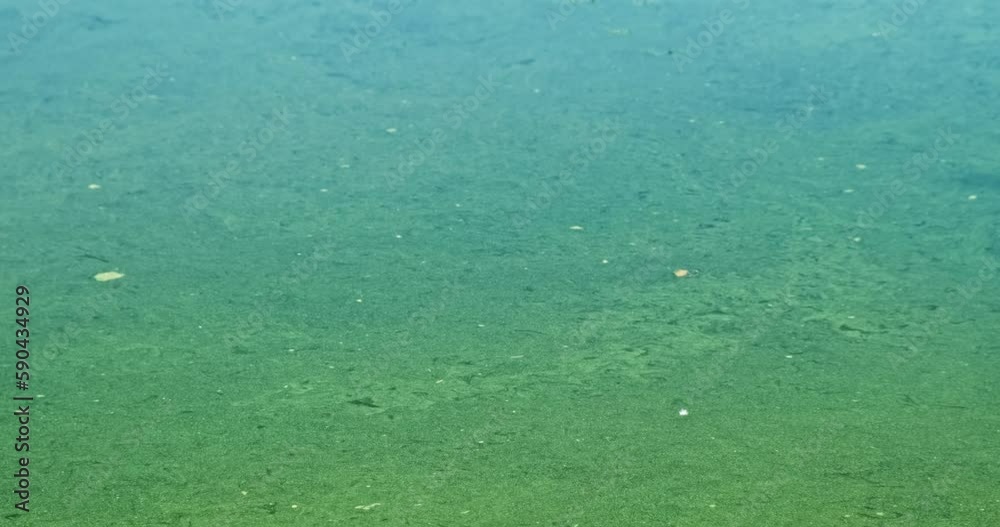 Vidéo Stock Green toxic water in sea, closeup. Environment polluted by ...