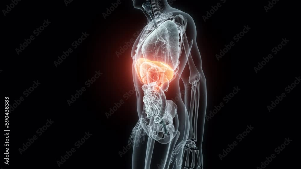 3D rendering Medical Animation of a Human Diaphragm.X-ray of a ...