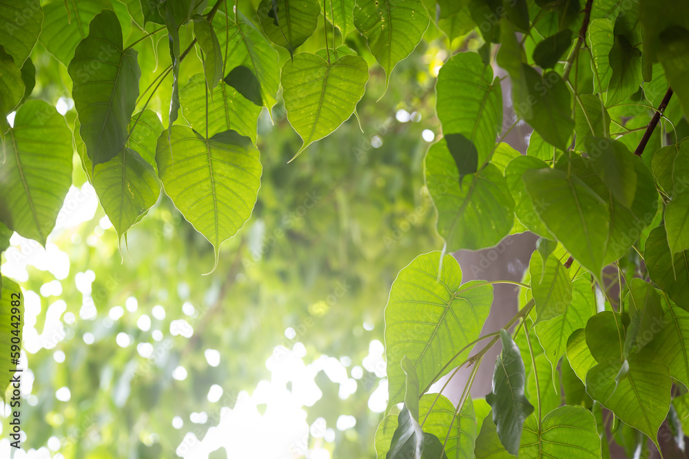The green Bodhi leaves in the backlit angle show the pattern of the ...