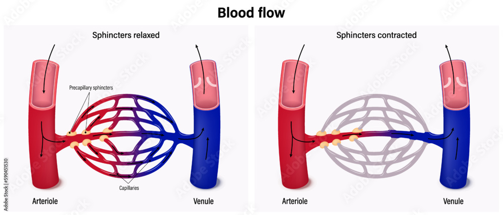 Capillary Bed Labeled