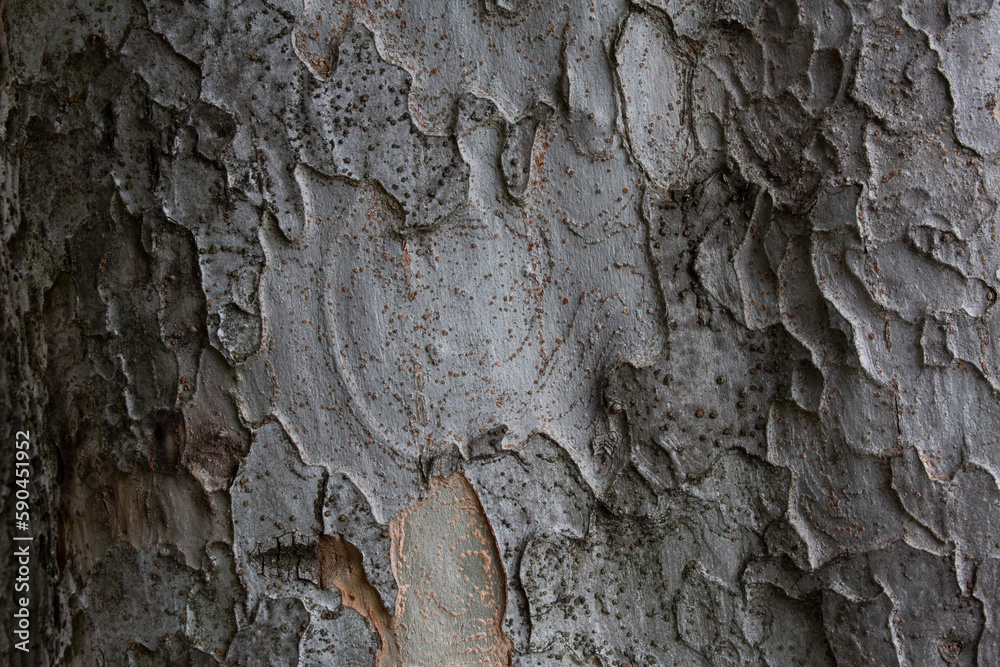 Tree bark texture pattern, old maple wood trunk as background. Dry tree ...