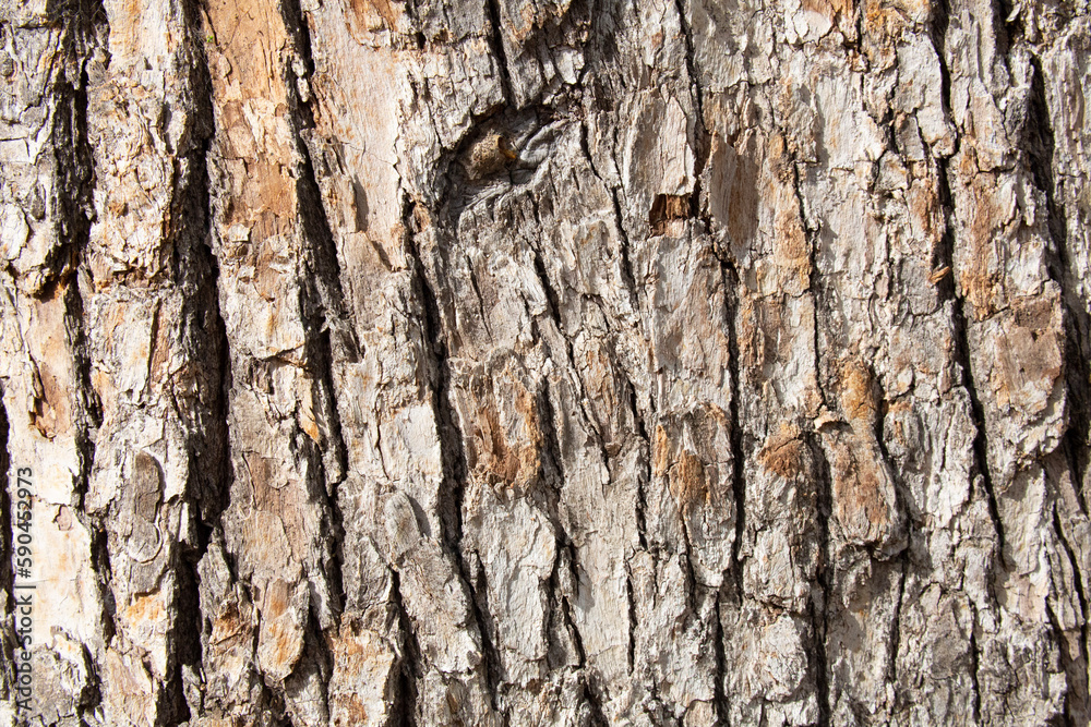Tree bark texture pattern, old maple wood trunk as background. Dry tree ...