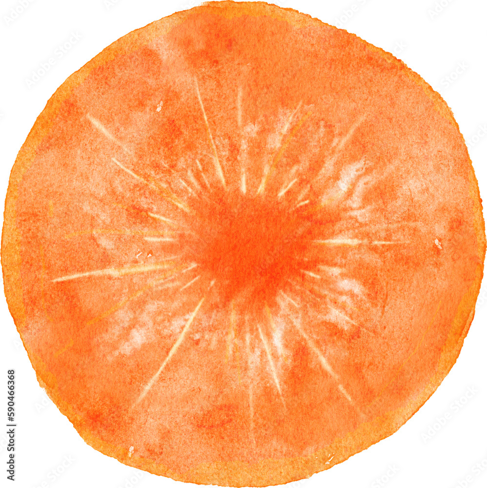 Carrot cross section watercolor painting style Stock Illustration ...