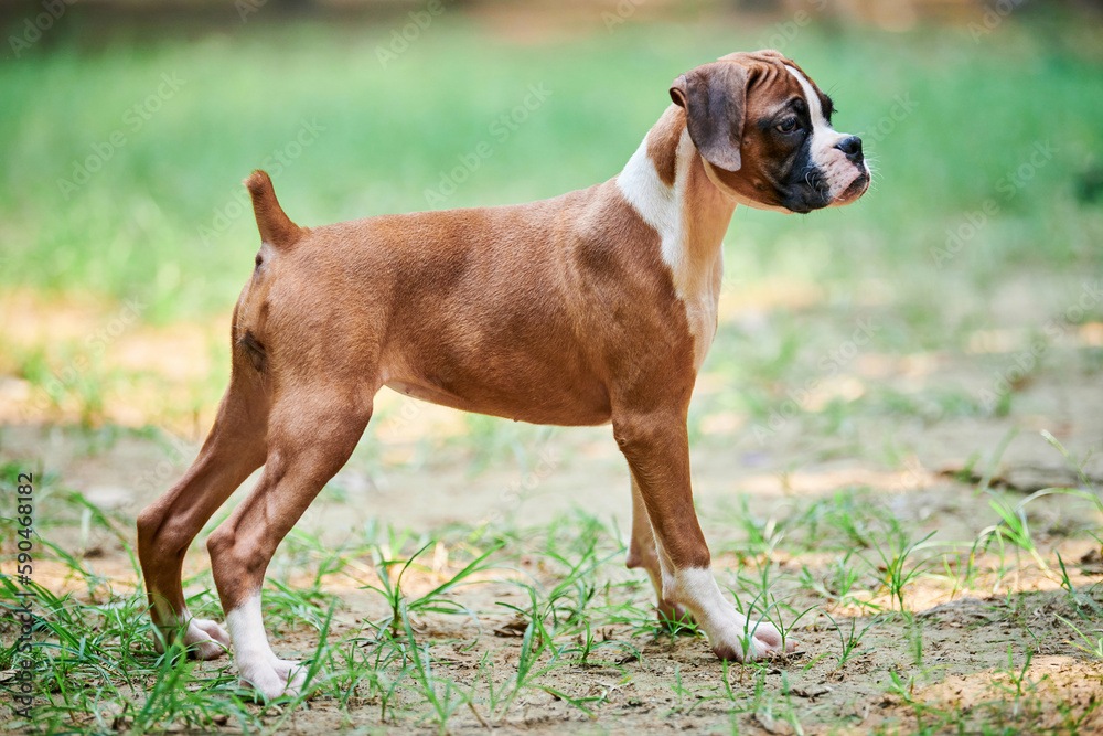 Boxer dog puppy full height side view portrait at outdoor park walking ...