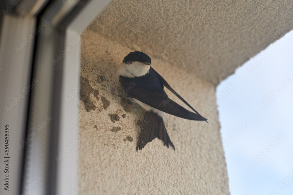 Common house martin bird behind window begins to build nest from mud ...