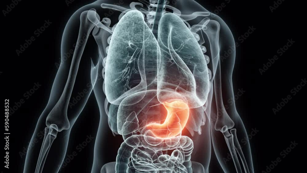 3D rendering Medical Animation of a Human Stomach.X-ray of a Stomach ...