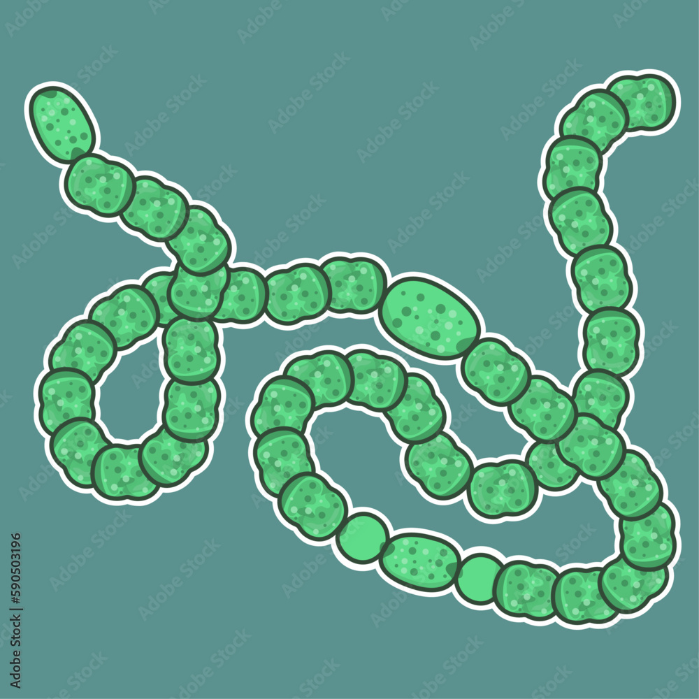 Anabaena or Dolichospermum, a filamentous cyanobacterium found in ...