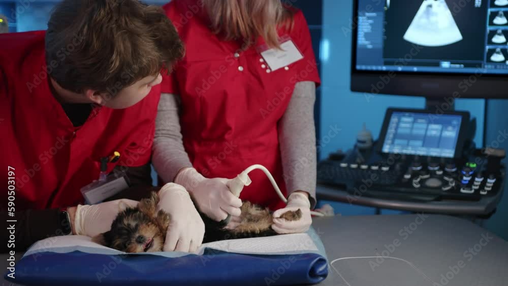 Video Stock Female and male vets conduct ultrasound examination of ...